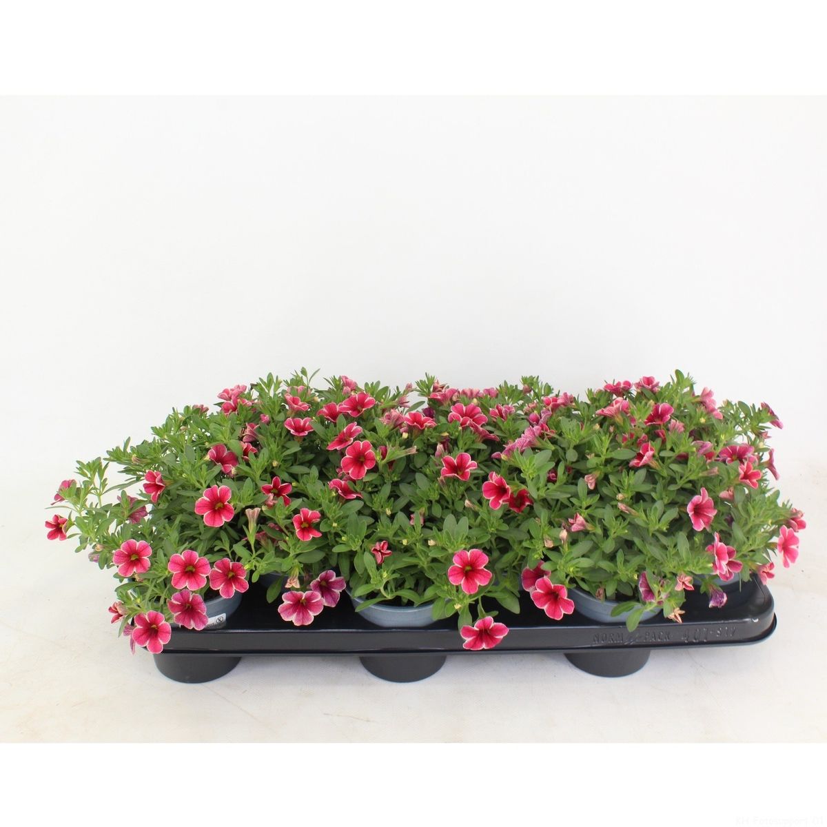 Calibrachoa RAVE CHERRY — Mayorista de plantas FlorAccess