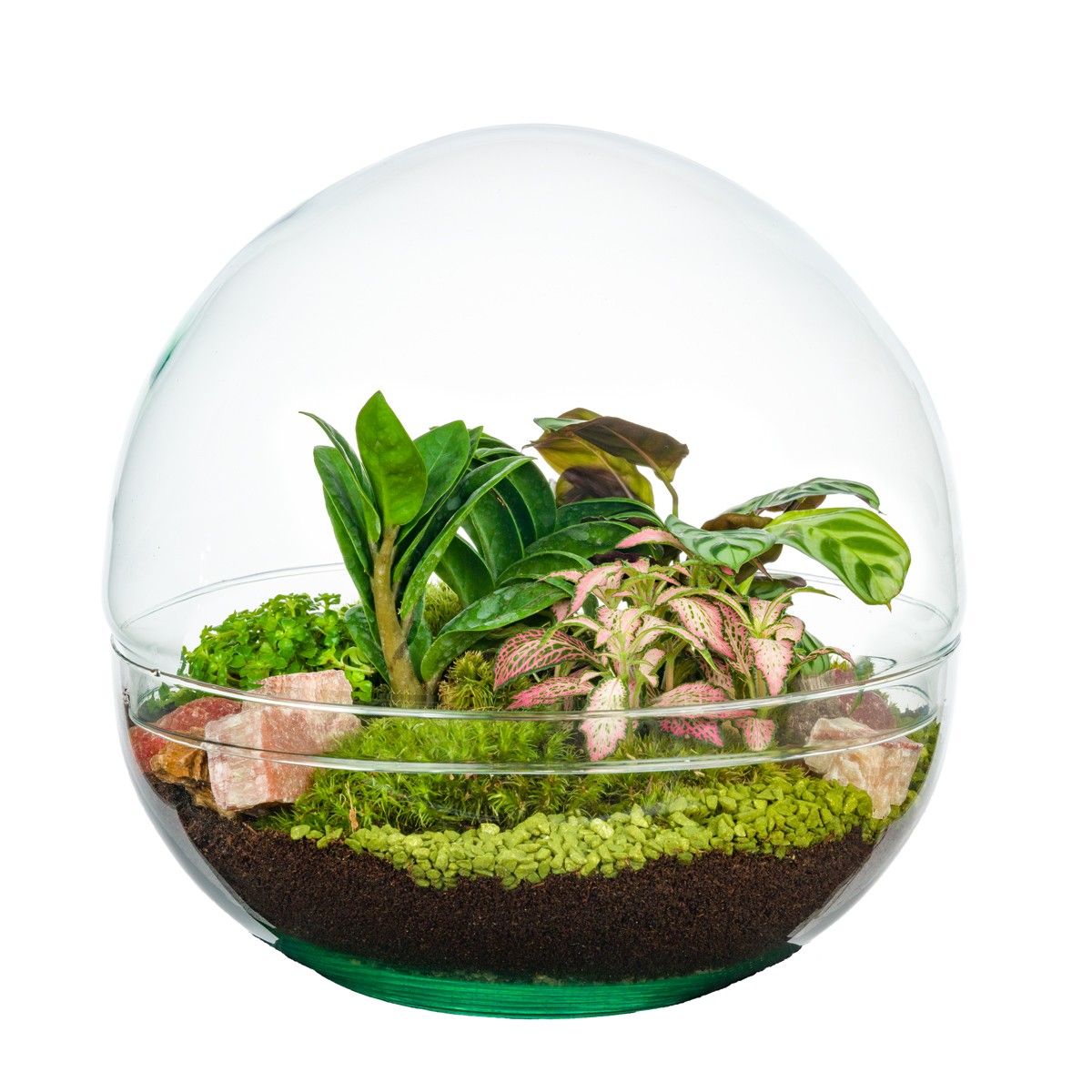 Arrangement Terrarium — Plant Wholesale FlorAccess