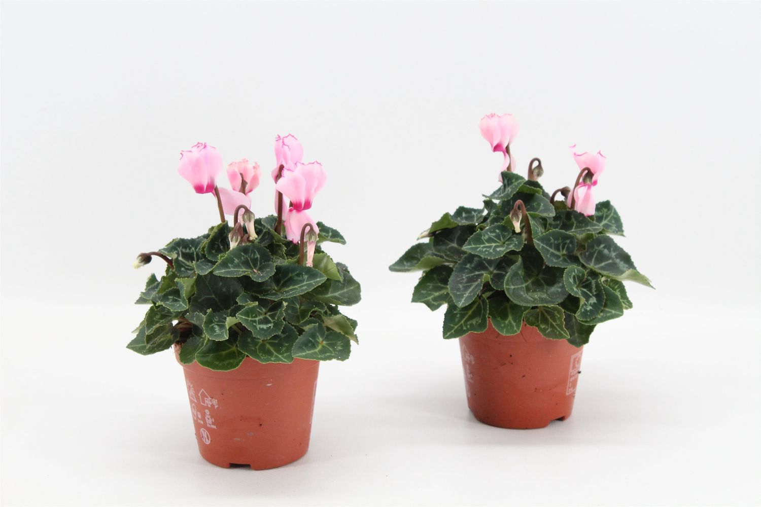 Cyclamen persicum METIS VICTORIA FUCHSIA — Plant Wholesale FlorAccess