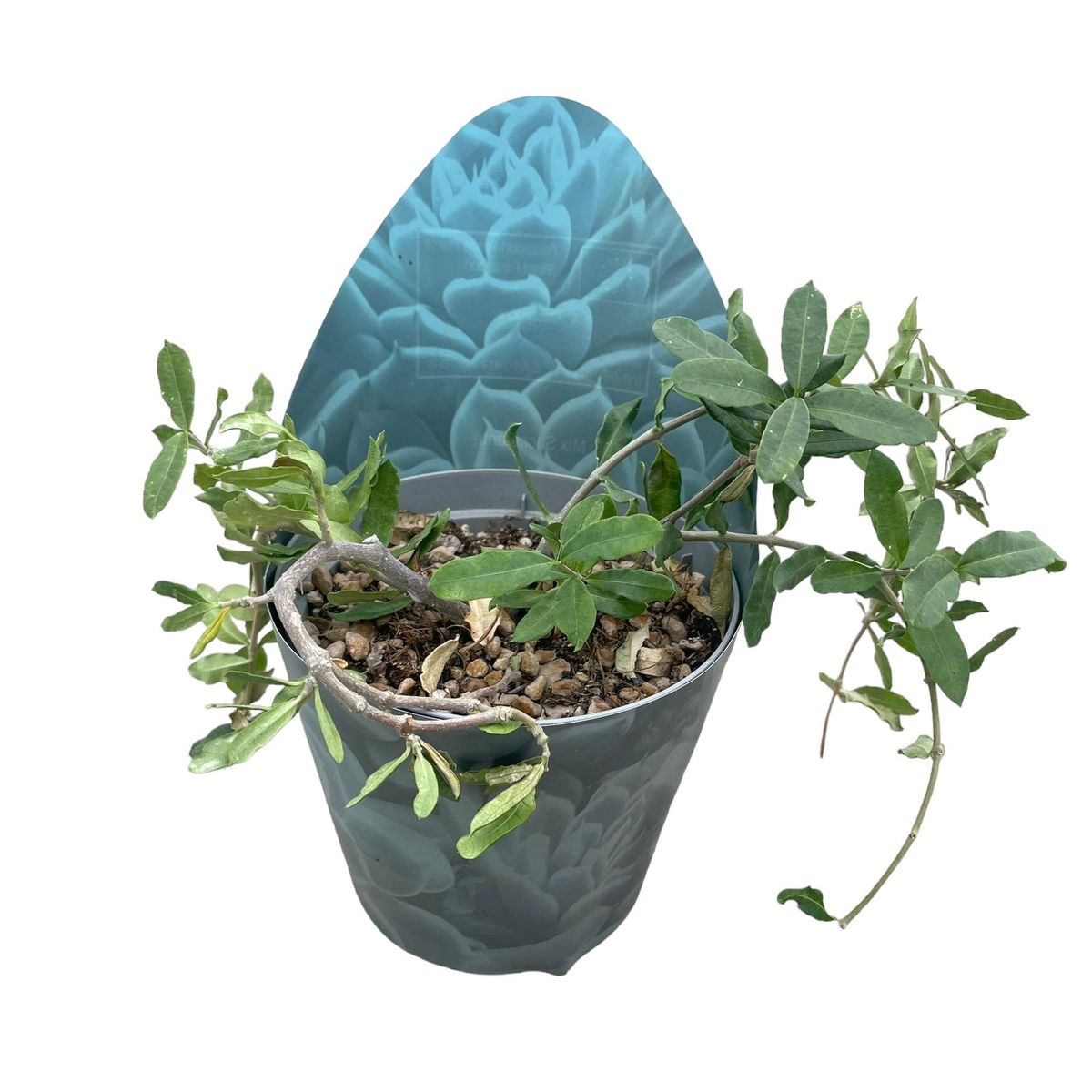 Fockea edulis — Plant Wholesale FlorAccess