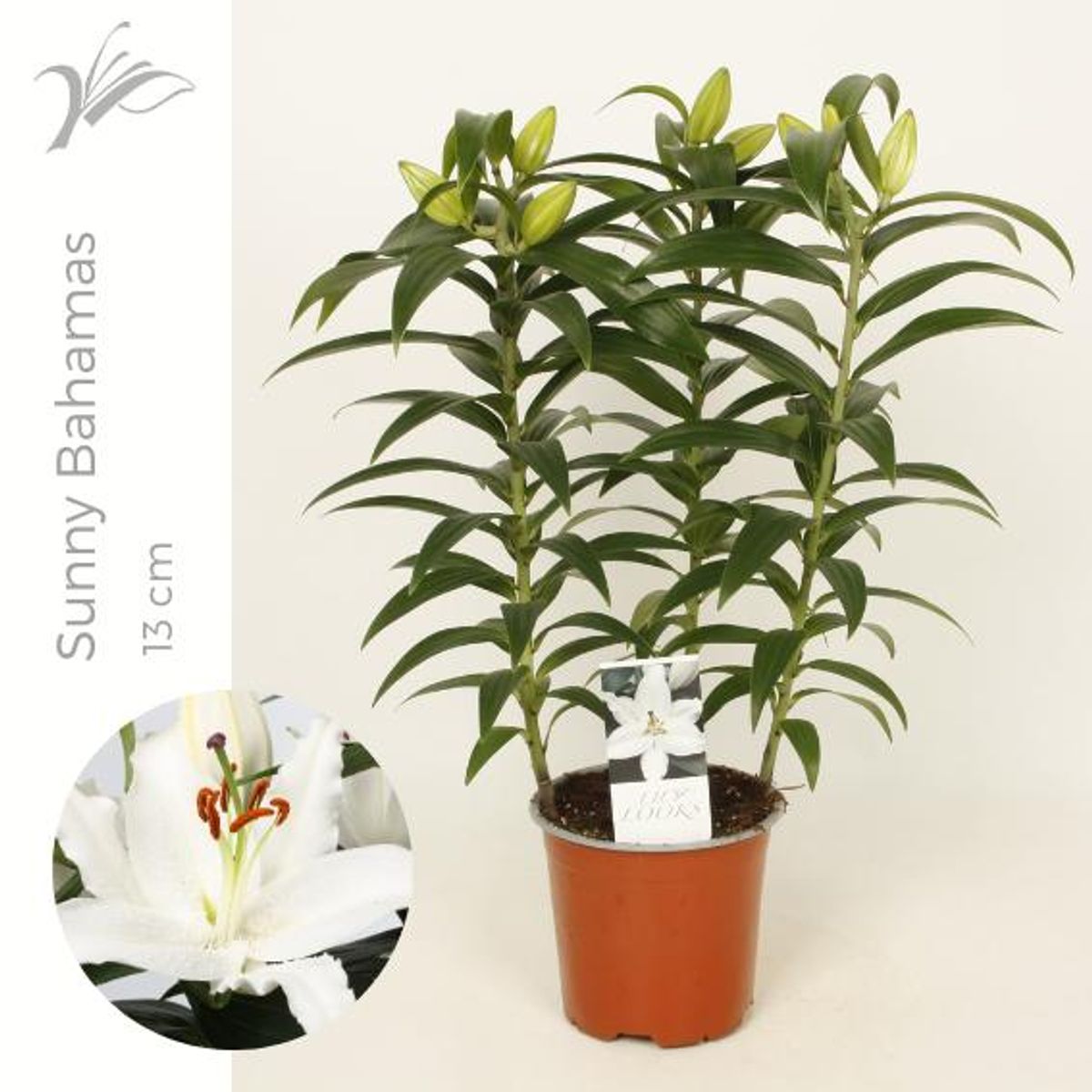 Lilium 'Sunny Bahamas' — Plant Wholesale FlorAccess