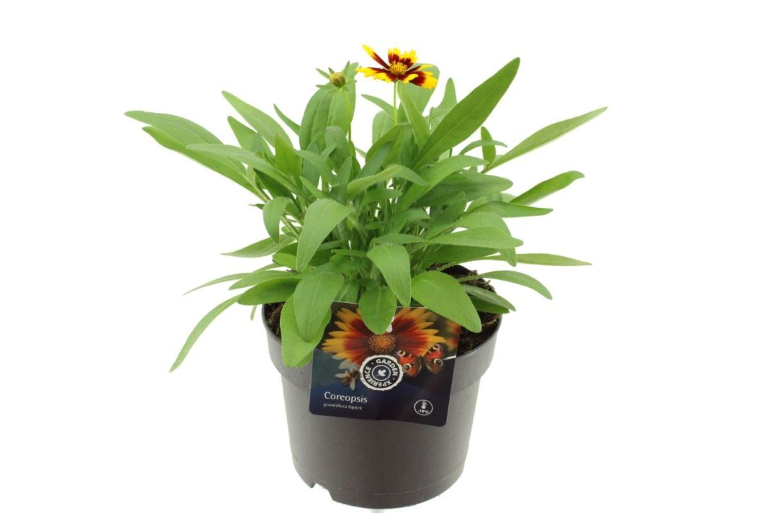 Coreopsis UPTICK GOLD & BRONZE — Plant Wholesale FlorAccess