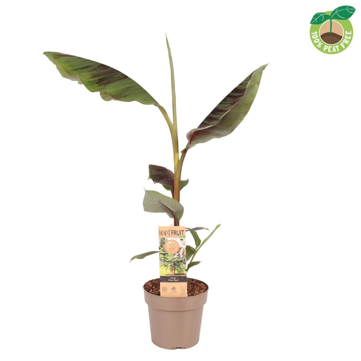 Musa sikkimensis 'Ever Red' — Plant Wholesale FlorAccess