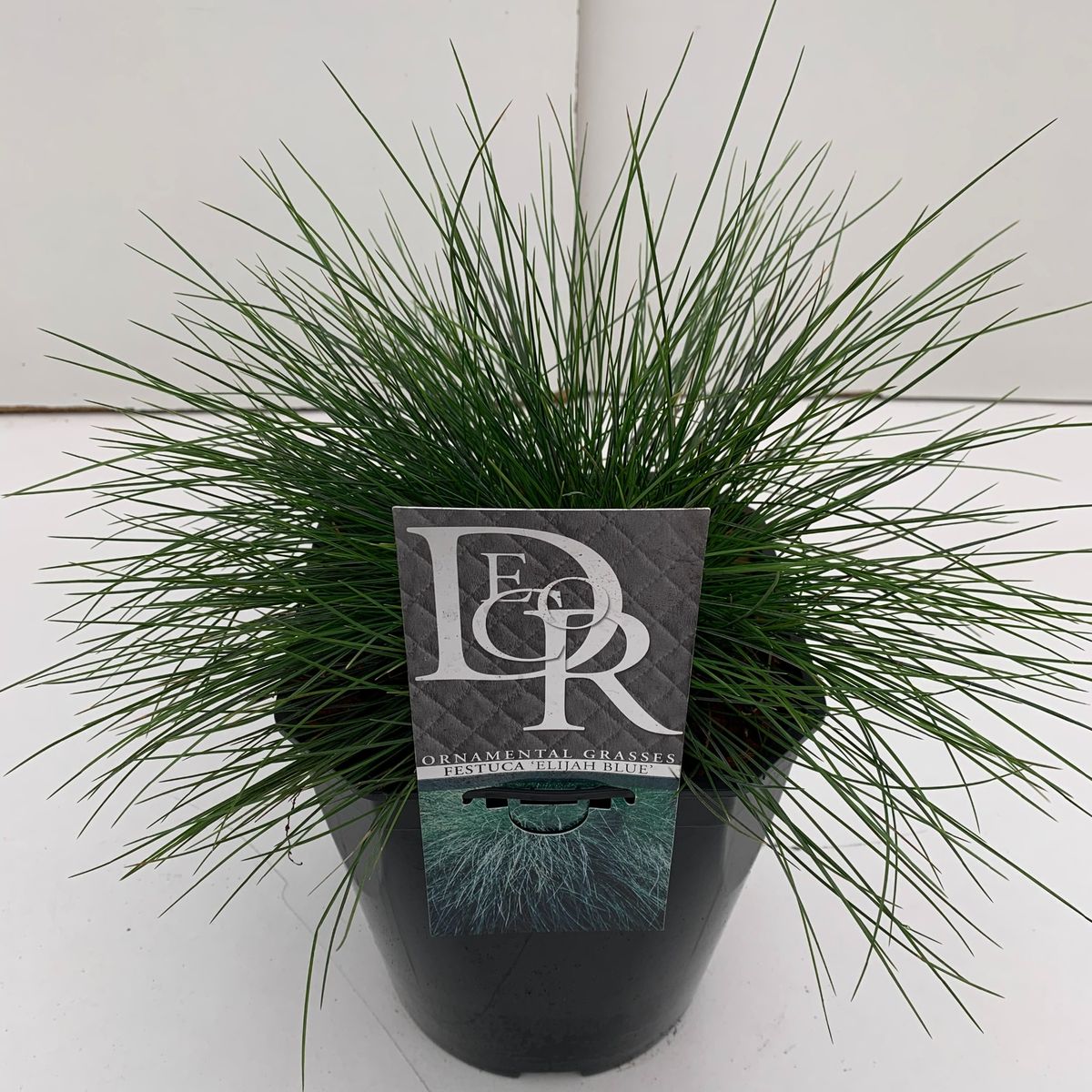 Festuca glauca 'Elijah Blue' — Mayorista de plantas FlorAccess