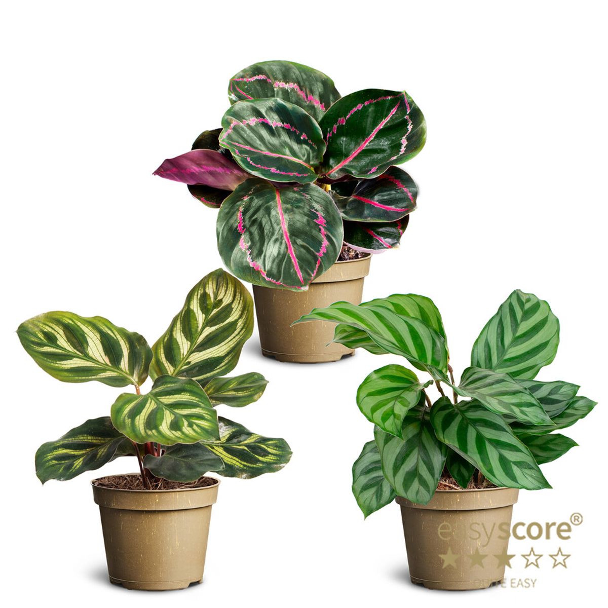 Calathea MIX — Plant Wholesale FlorAccess