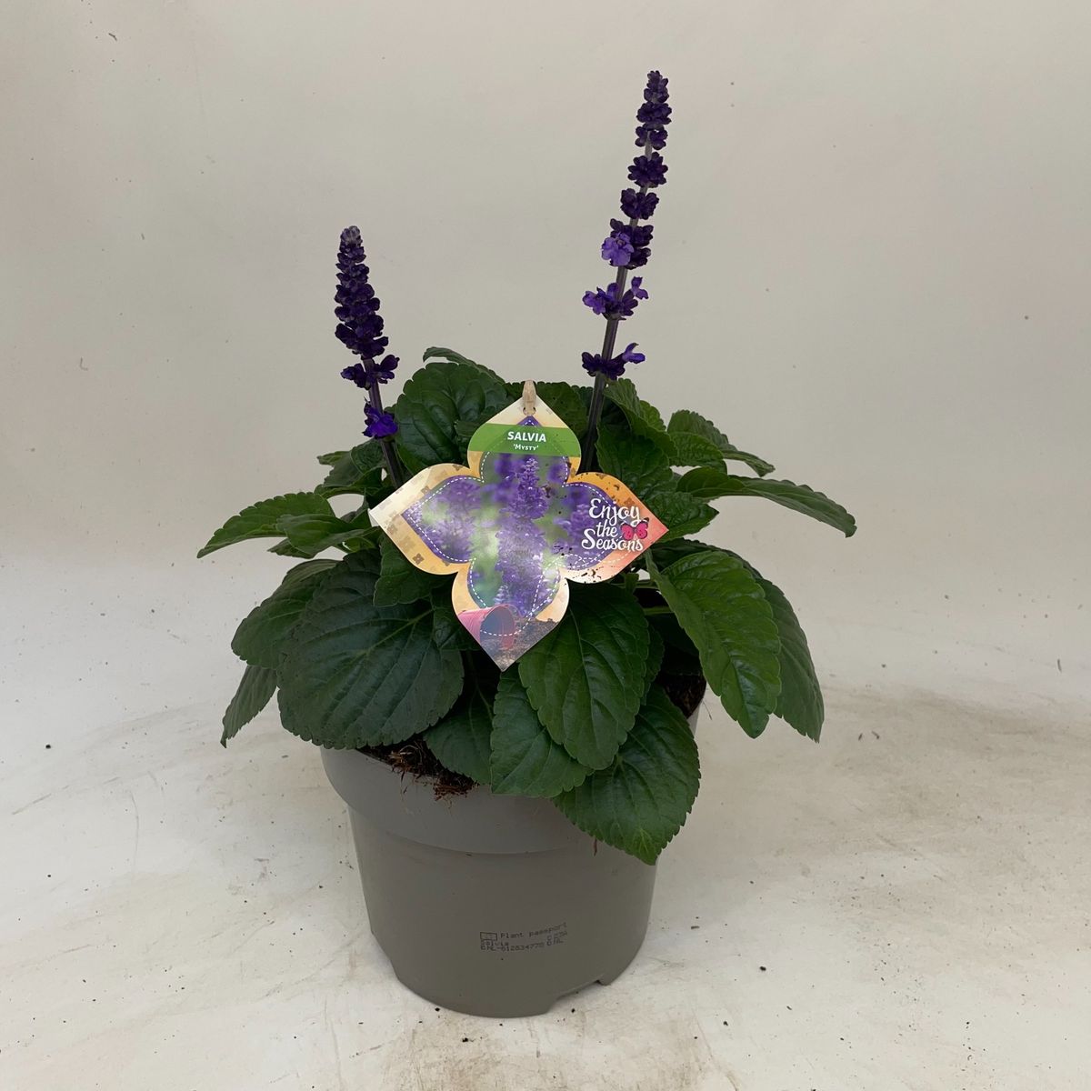 Salvia MYSTIC SPIRES BLUE — Plant Wholesale FlorAccess