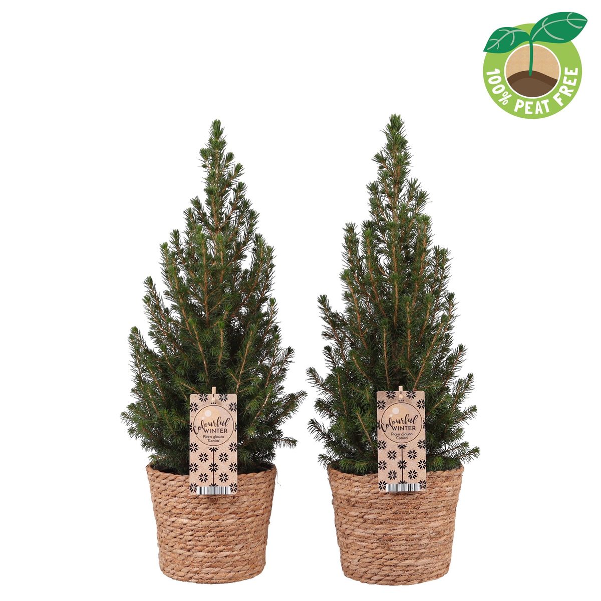 Picea glauca 'Conica' — Mayorista de plantas FlorAccess