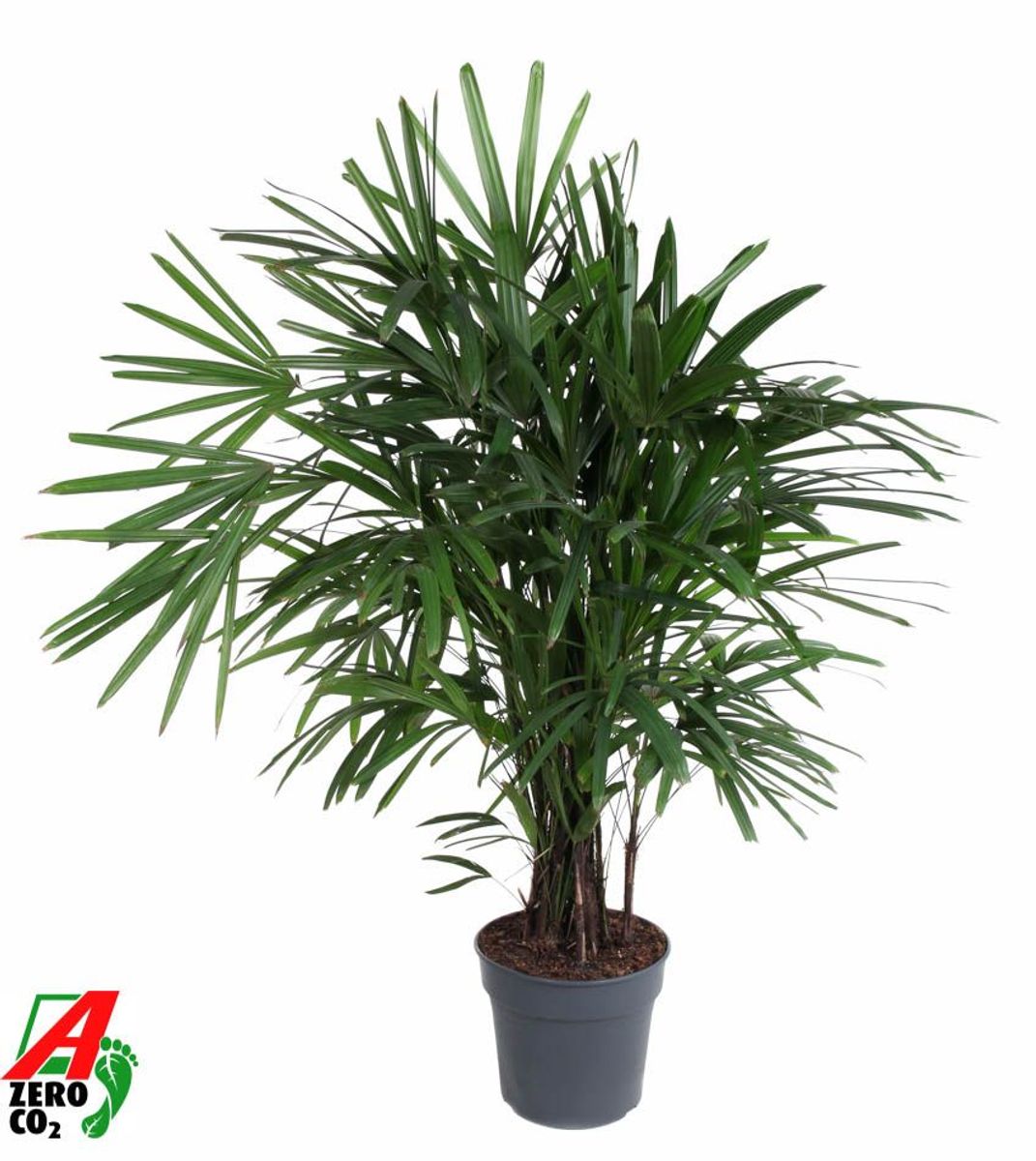 Rhapis excelsa — Plant Wholesale FlorAccess