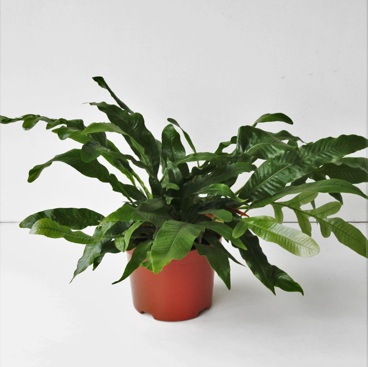 Aglaomorpha coronans 'Snake Leaf' — Plant Wholesale FlorAccess