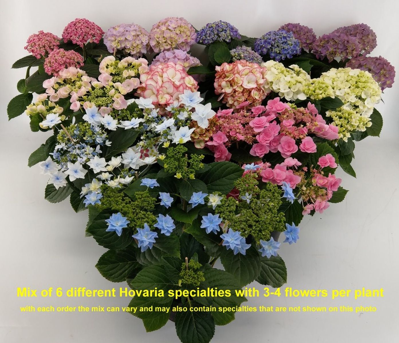 Hydrangea macrophylla HOVARIA MIX — Plant Wholesale FlorAccess