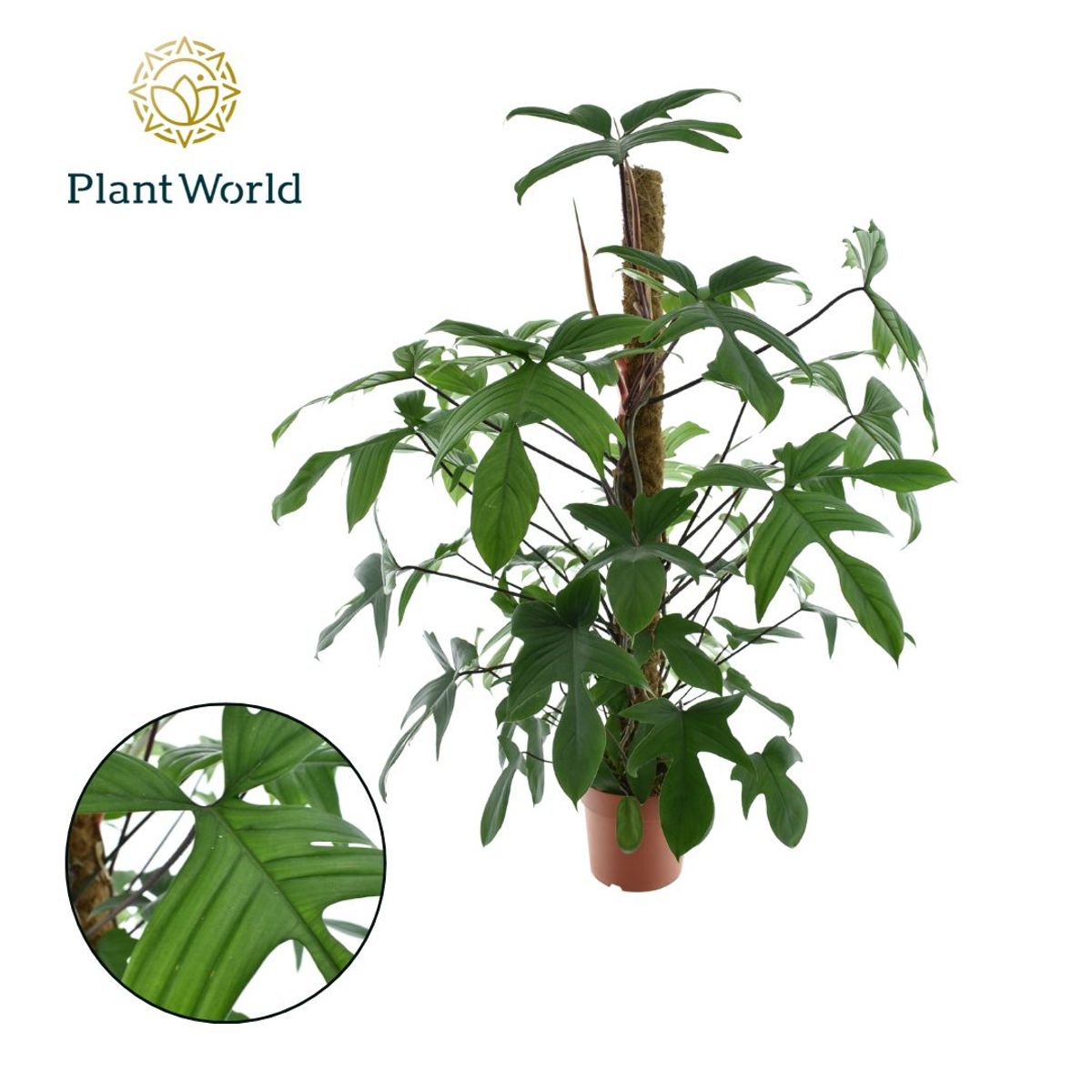 Philodendron FLORIDA GREEN — Plant Wholesale FlorAccess