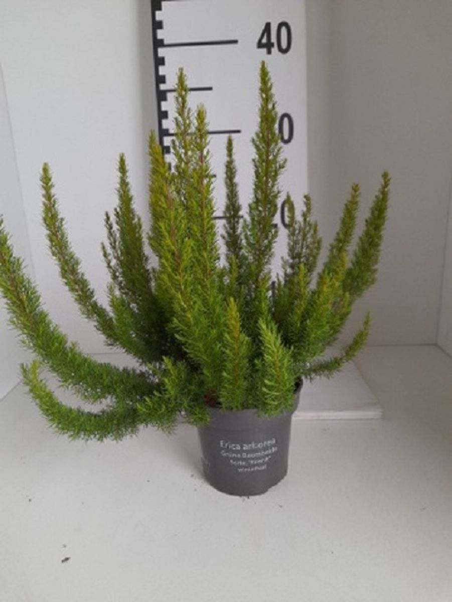Erica arborea 'Kermit' — Plant Wholesale FlorAccess