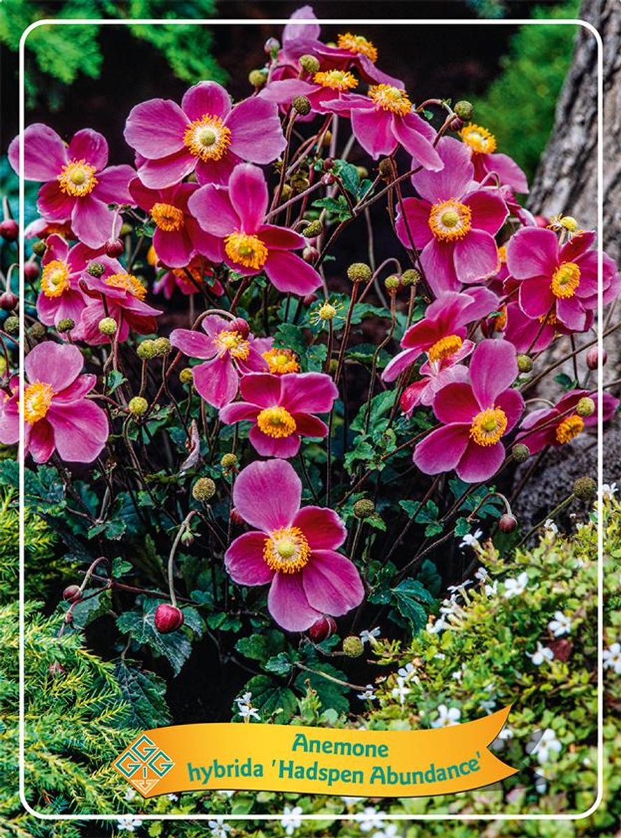 Anemone x hybrida 'Hadspen Abundance' — Plant Wholesale FlorAccess