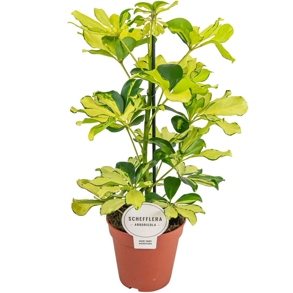 Schefflera arboricola 'Melanie' — Plant Wholesale FlorAccess