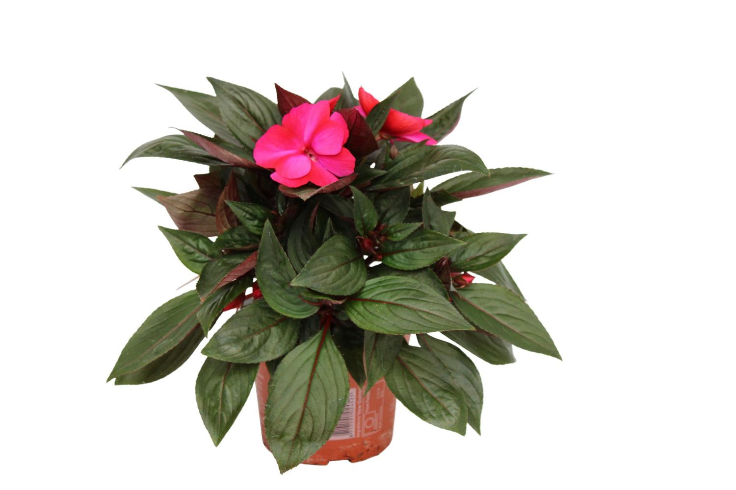 Impatiens COLORPOWER PURPLE FLAME — Рослини оптом FlorAccess