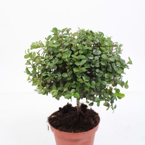 Myrsine africana — Plant Wholesale FlorAccess