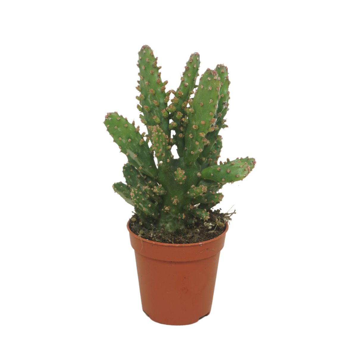 Opuntia tuna — Plant Wholesale FlorAccess