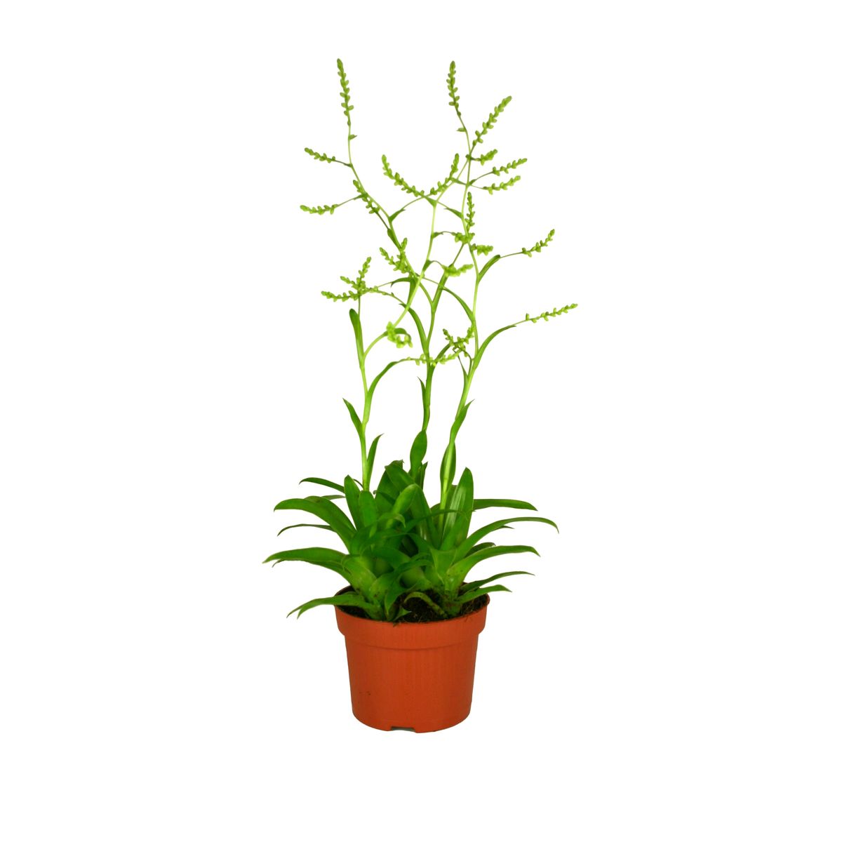 Catopsis morreniana — Plant Wholesale FlorAccess