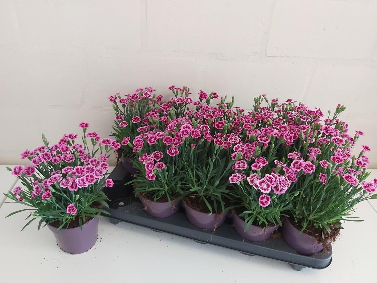 Dianthus PINK KISSES — Plant Wholesale FlorAccess