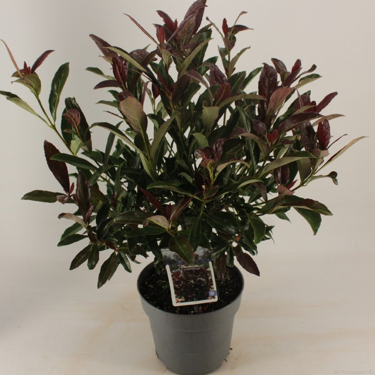 Viburnum odoratissimum COPPERTOP — Plant Wholesale FlorAccess Viburnum odoratissimum COPPERTOP — Plant Wholesale FlorAccess