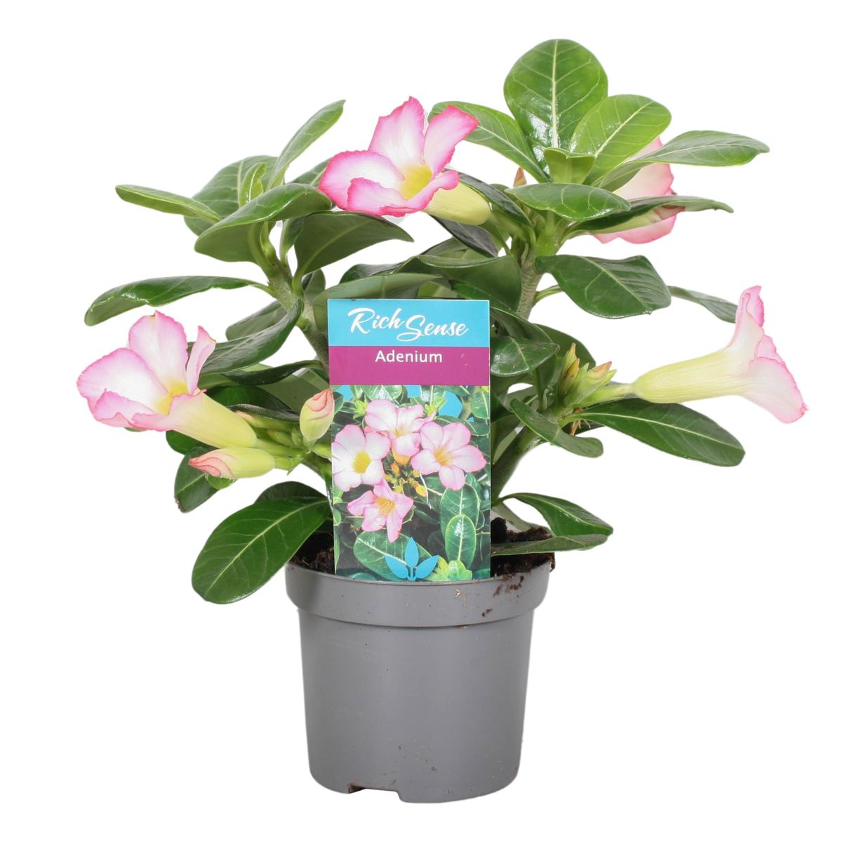 Adenium obesum PINK STAR — Plant Wholesale FlorAccess