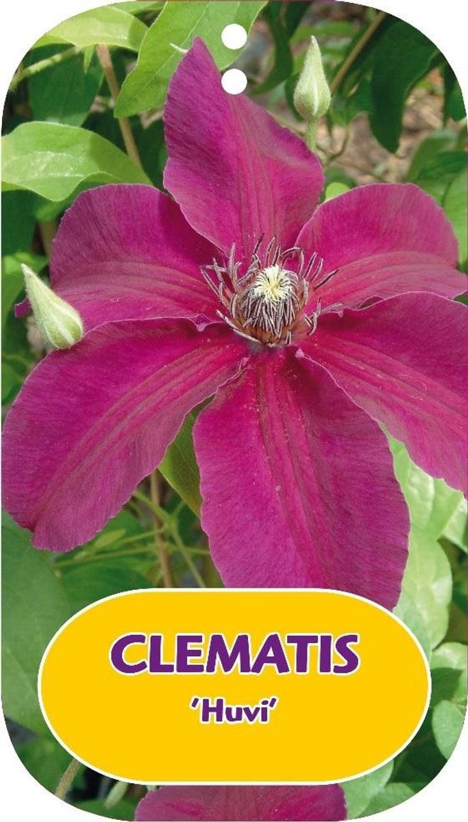 Clematis 'Huvi' (LL) — Mayorista de plantas FlorAccess