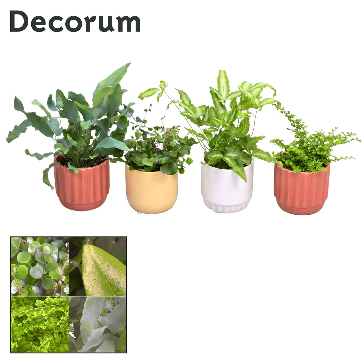 Ferns MIX — Plant Wholesale FlorAccess Ferns MIX — Plant Wholesale FlorAccess