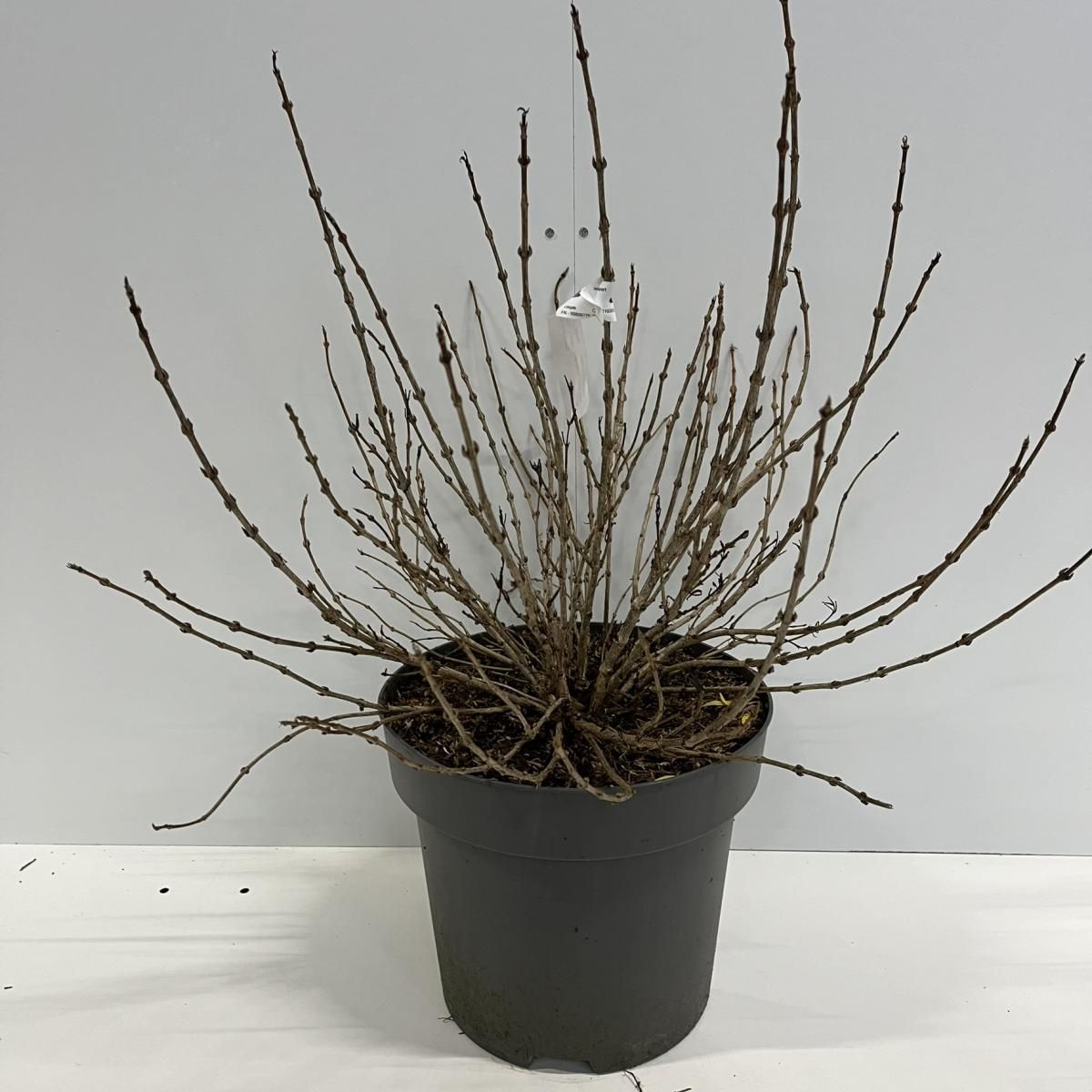 Weigela florida ALL SUMMER MONET — Plant Wholesale FlorAccess