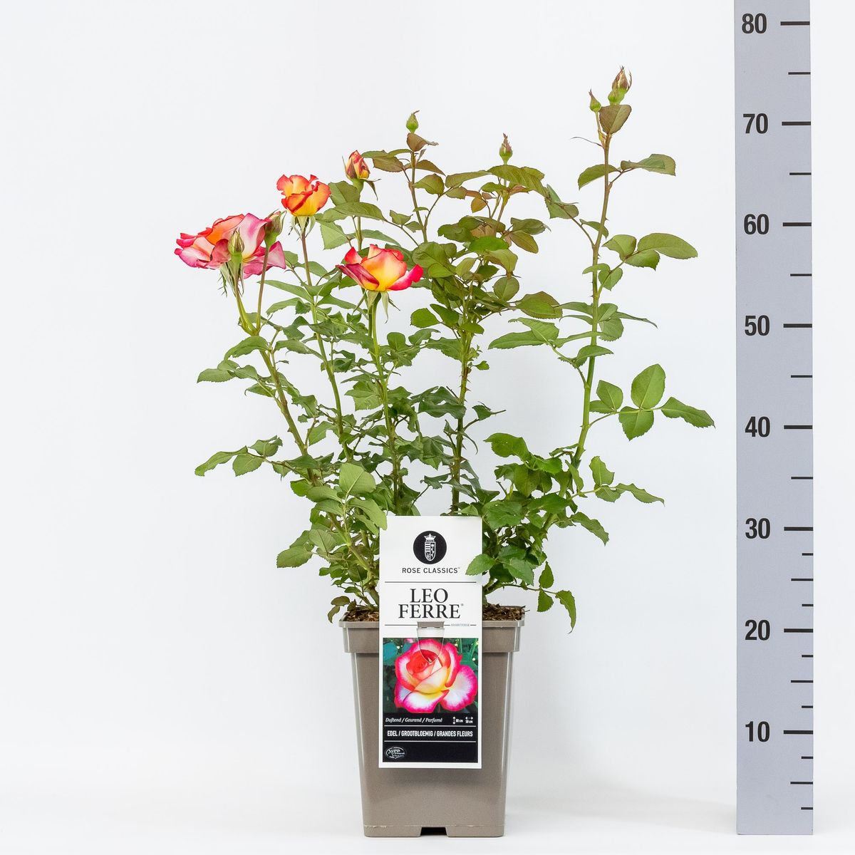 Rosa LEO FERRE — Рослини оптом FlorAccess