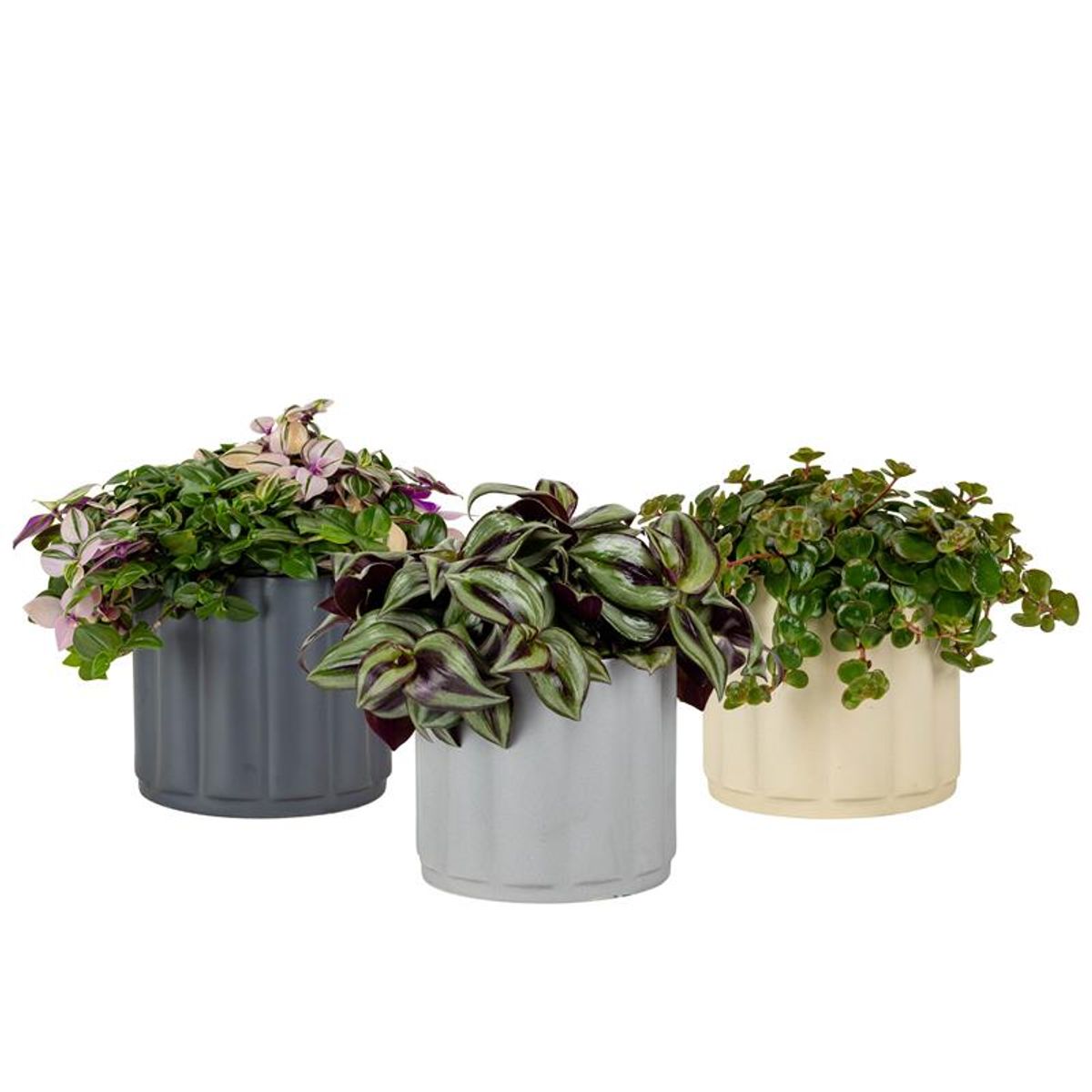 Houseplants MIX — Plant Wholesale FlorAccess