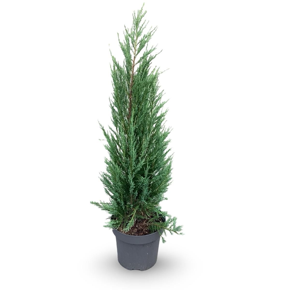 Juniperus scopulorum 'Blue Arrow' — Plant Wholesale FlorAccess