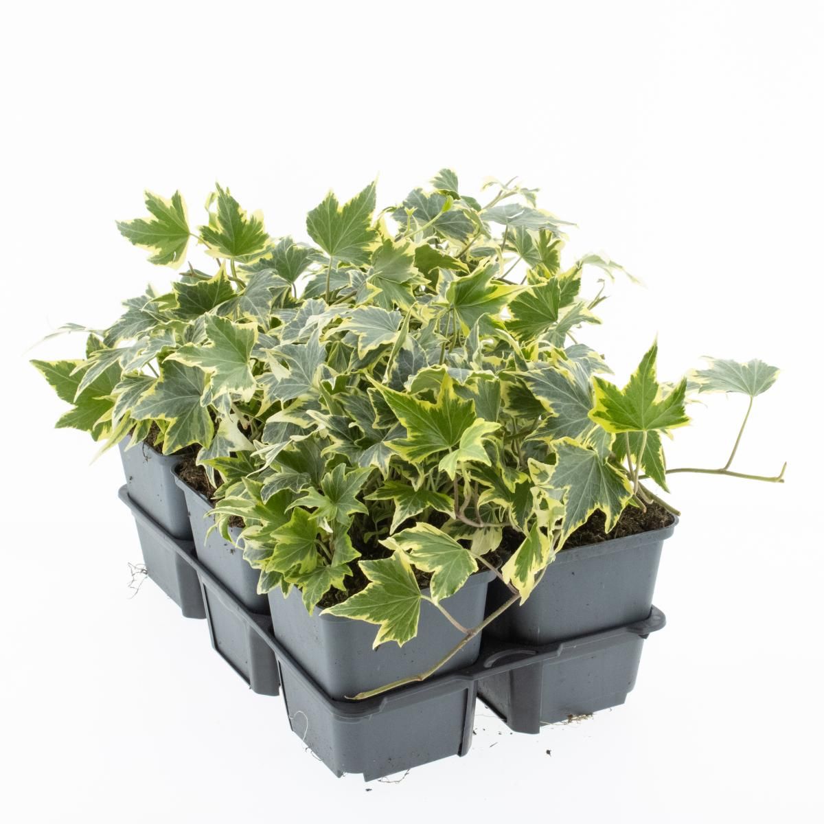 Hedera helix 'Yellow Ripple' — Рослини оптом FlorAccess