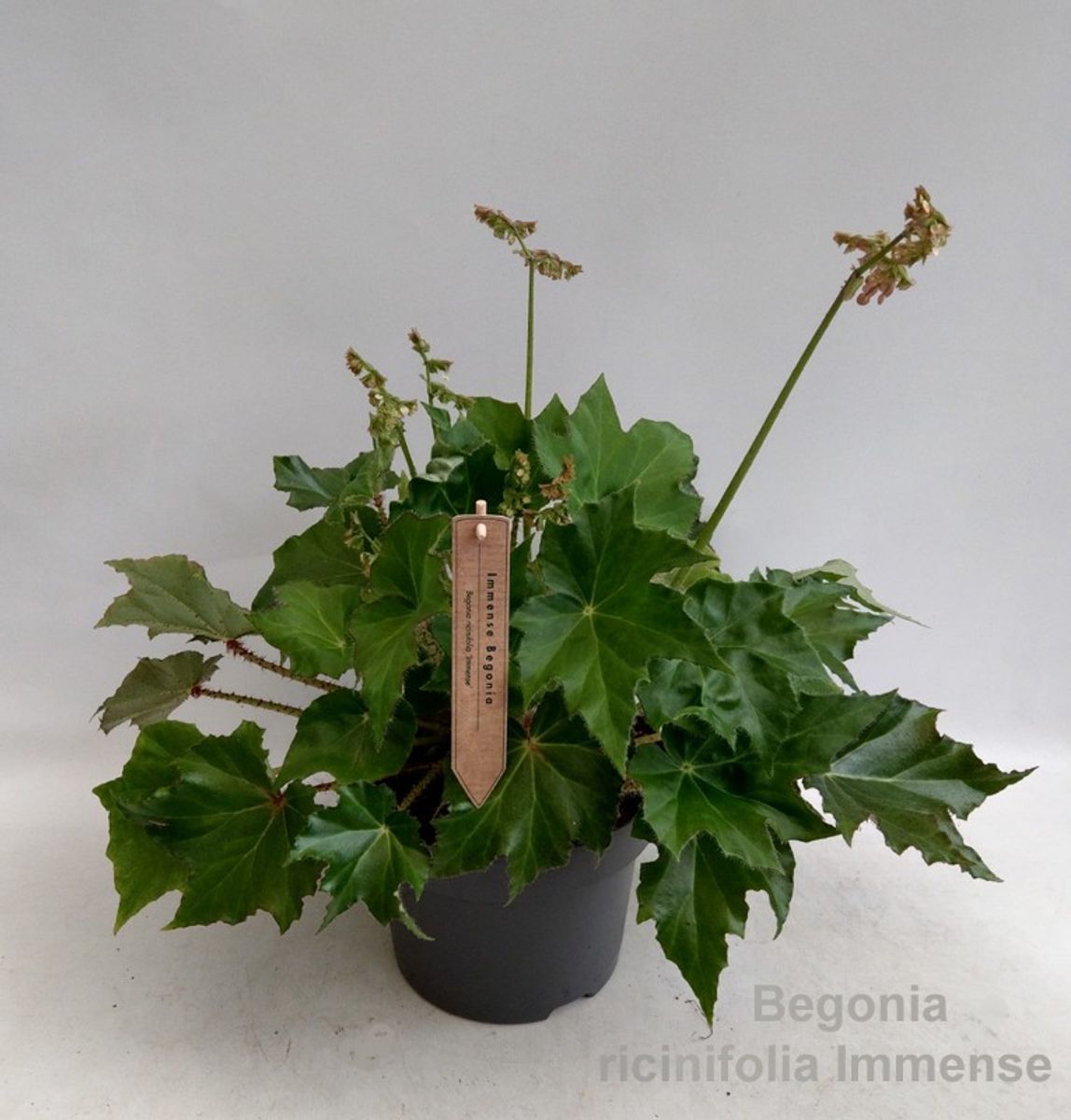 Begonia x ricinifolia 'Immense' — Рослини оптом FlorAccess