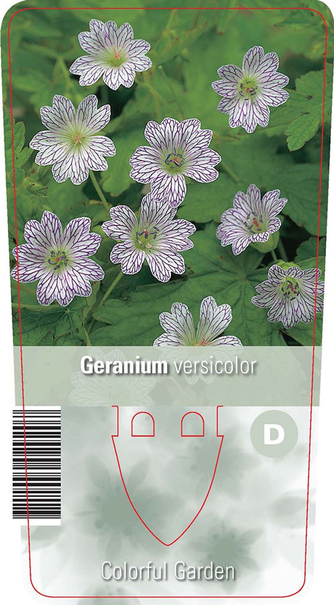 Geranium versicolor — Plant Wholesale FlorAccess