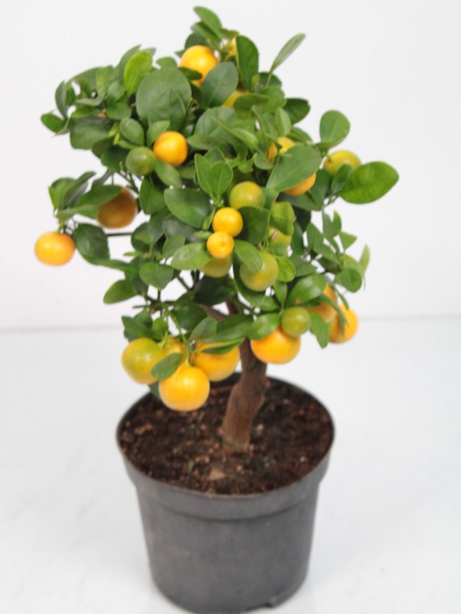 Citrus x microcarpa — Plant Wholesale FlorAccess
