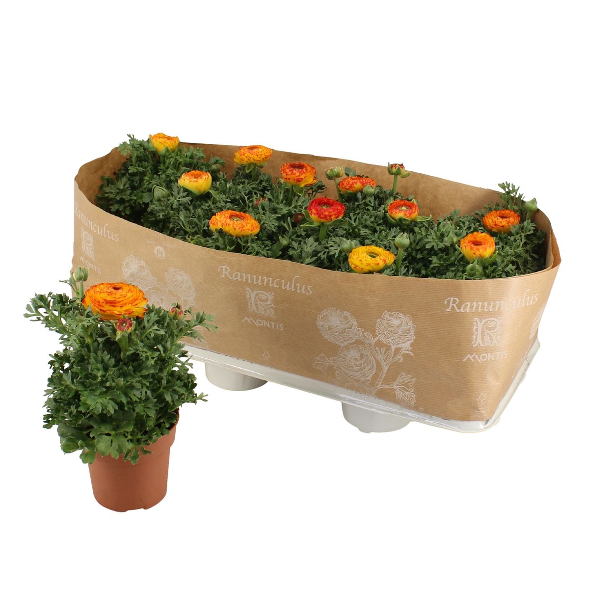 Ranunculus Sprinkles Orange Fire — Plant Wholesale FlorAccess