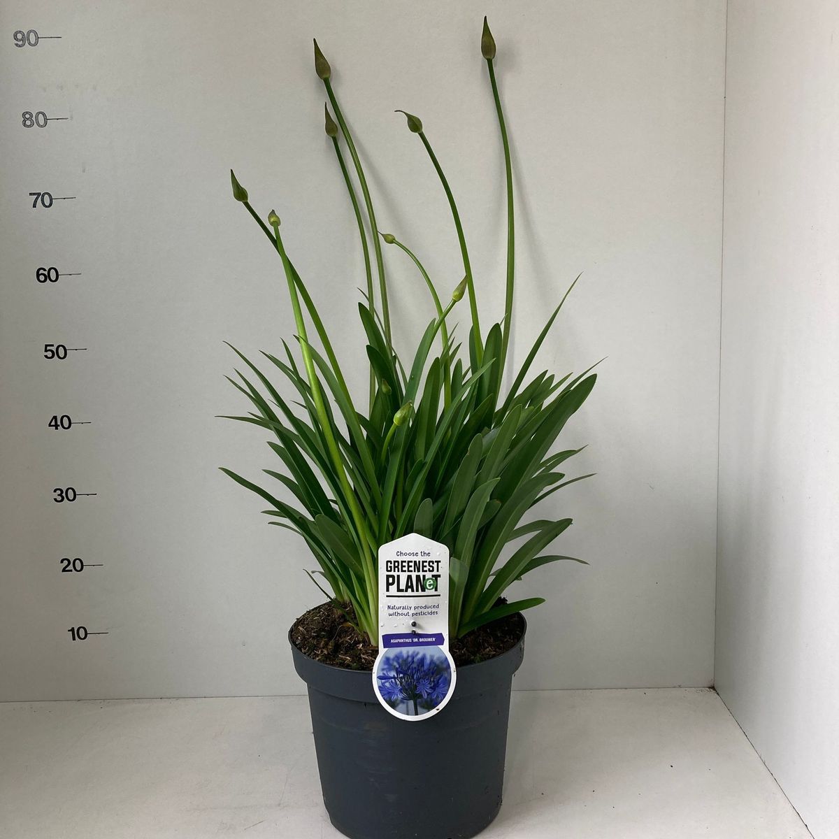 Agapanthus 'Dr. Brouwer' — Plant Wholesale FlorAccess