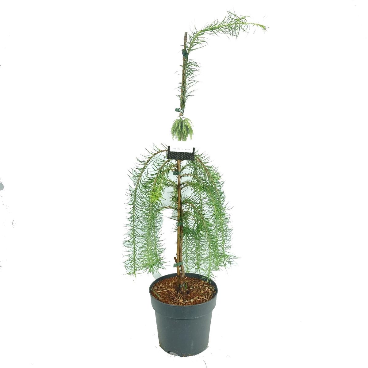 Larix kaempferi 'Boring Weeper' — Plant Wholesale FlorAccess