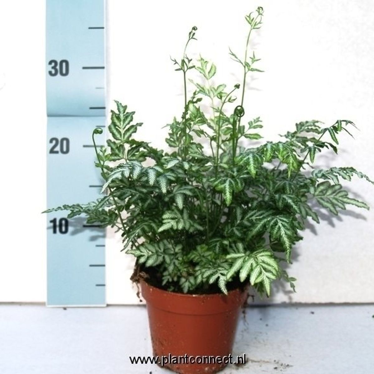 Pteris ensiformis 'Evergemiensis' — Plant Wholesale FlorAccess
