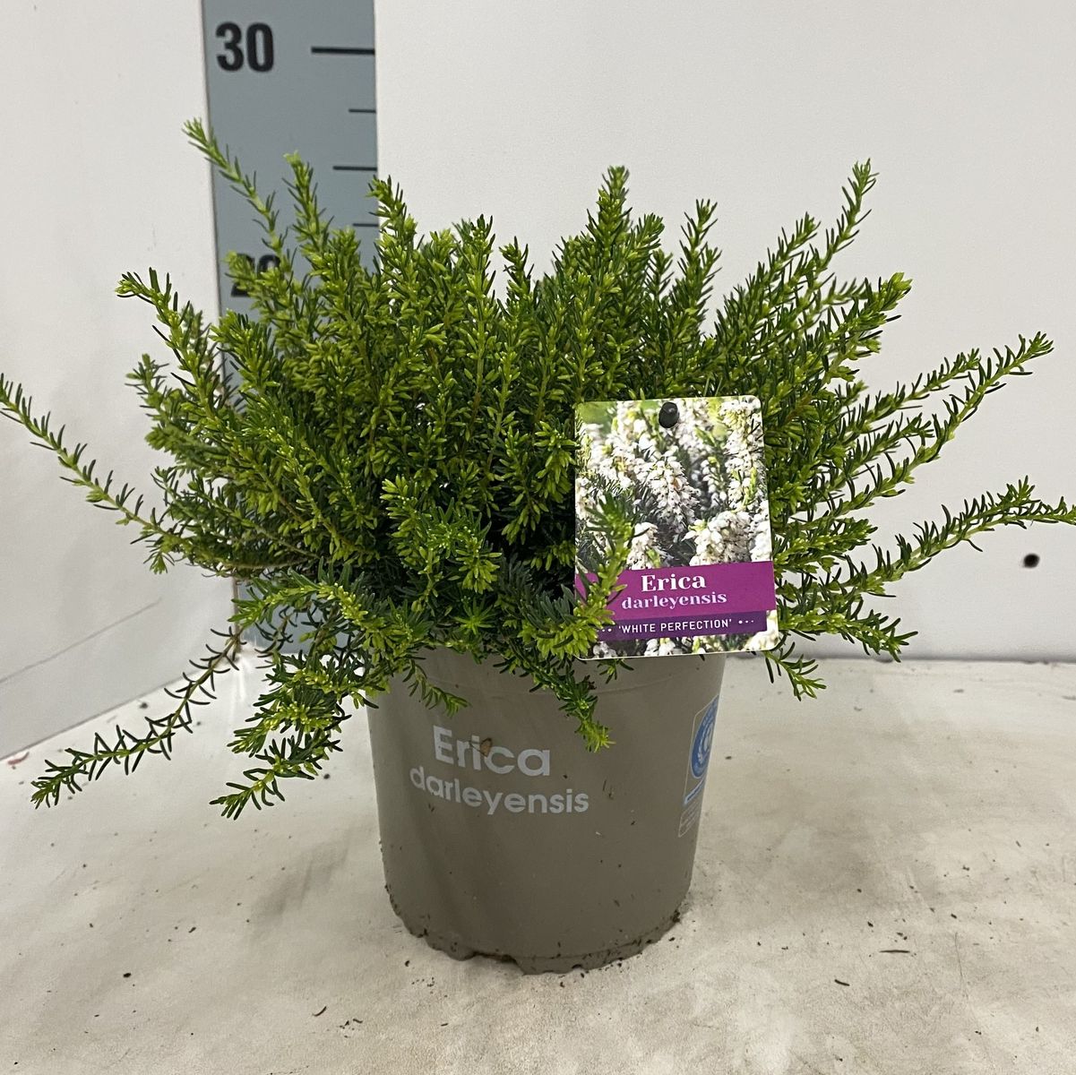 Erica x darleyensis 'White Perfection' — Plant Wholesale FlorAccess