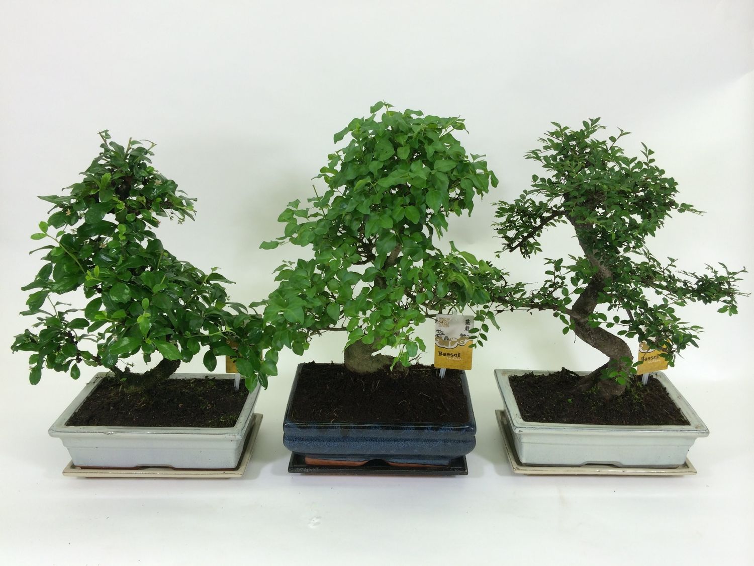 Bonsai MIX — Plant Wholesale FlorAccess