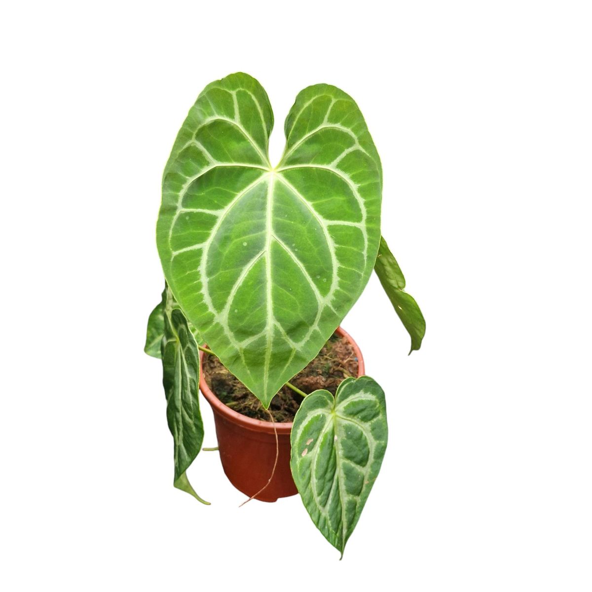 Anthurium crystallinum x magnificum — Plant Wholesale FlorAccess