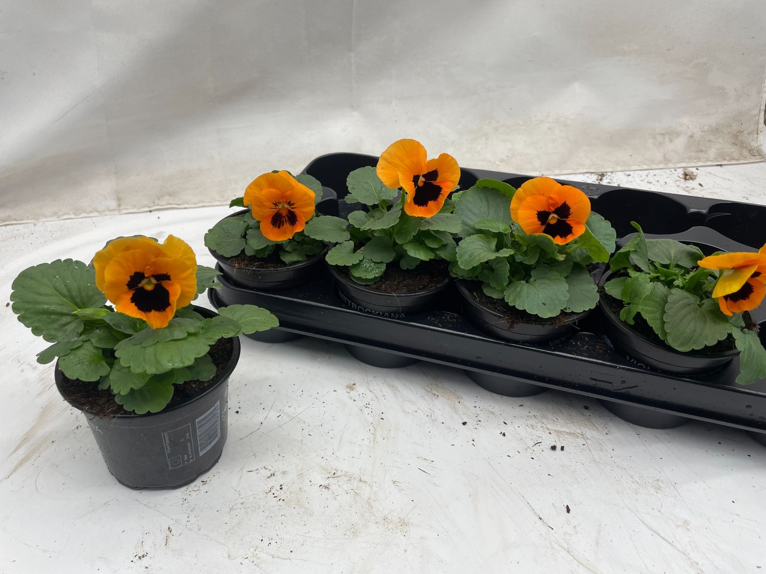 Viola x wittrockiana ALPHA F1 ORANGE WITH BLOTCH — Mayorista de plantas ...