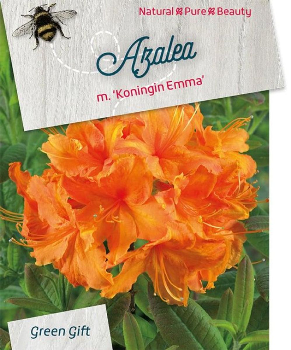 Rhododendron 'Koningin Emma' — Plant Wholesale FlorAccess