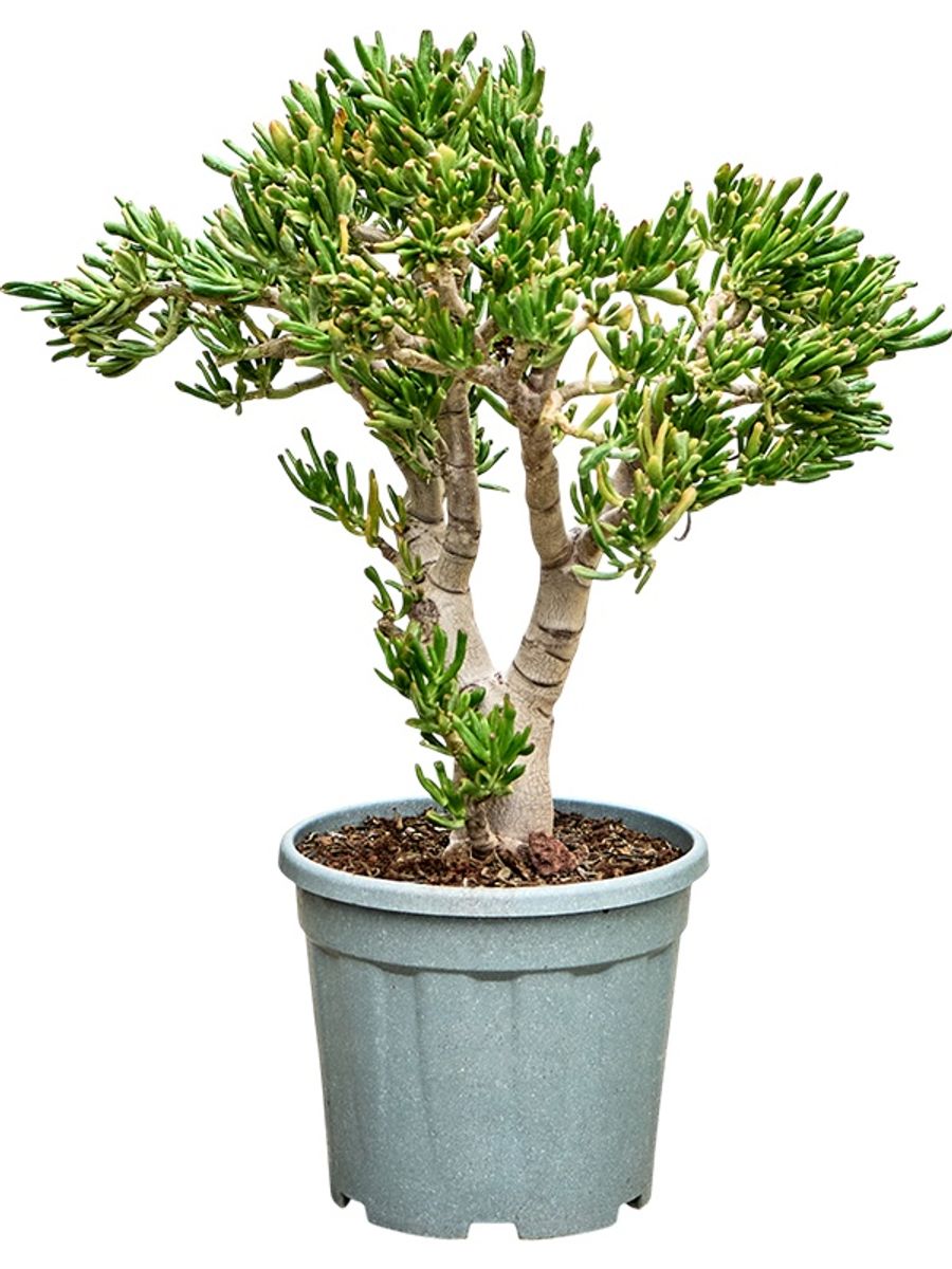 Crassula ovata 'Hobbit' — Plant Wholesale FlorAccess