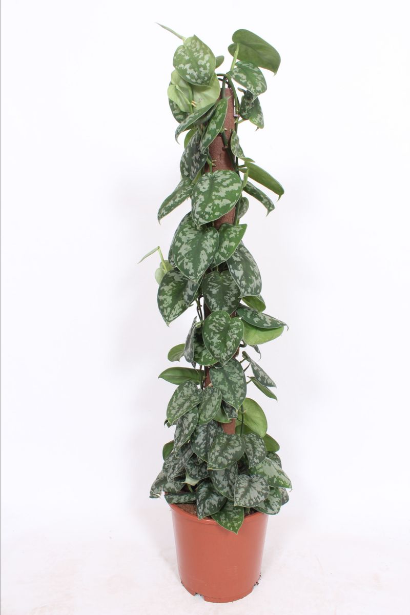 Scindapsus pictus 'Trebie' — Plant Wholesale FlorAccess