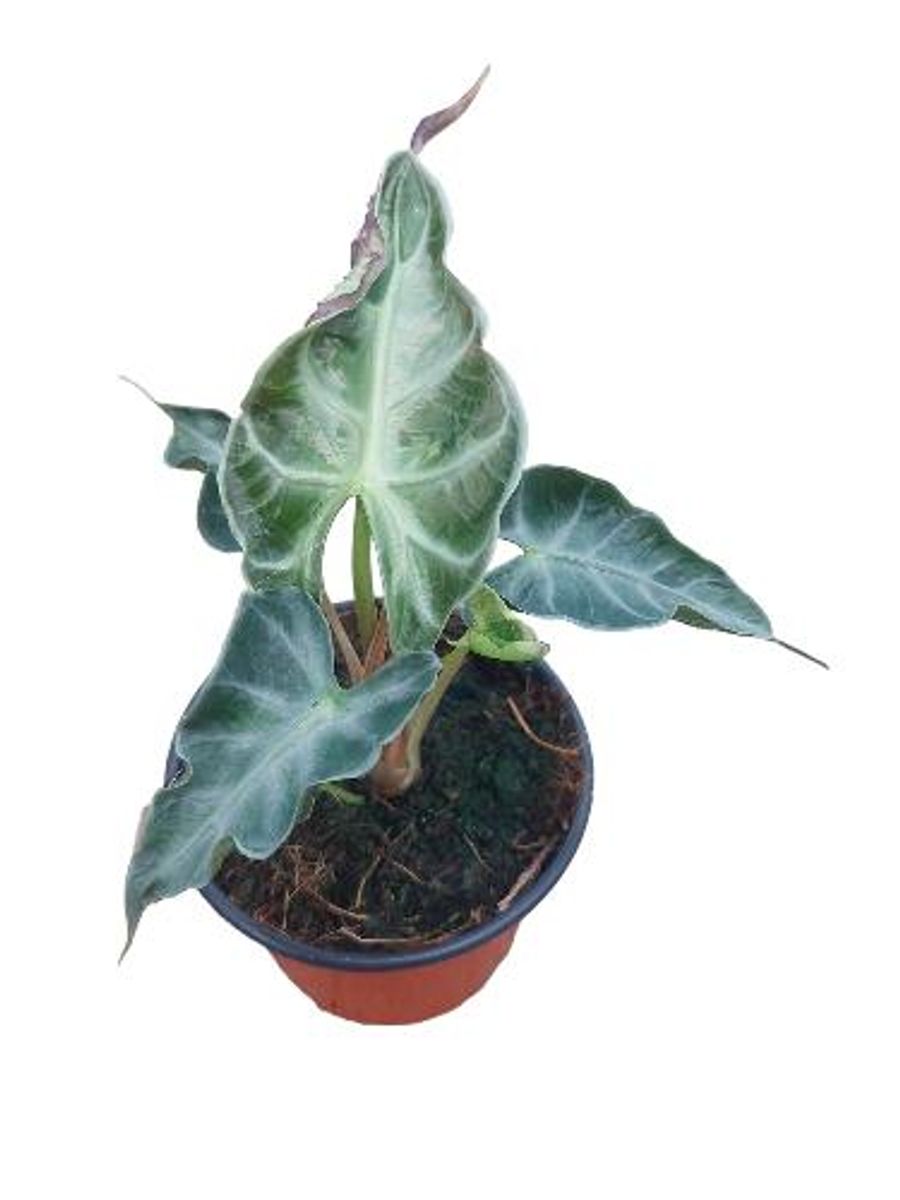 Alocasia 'Loco' — Plant Wholesale FlorAccess