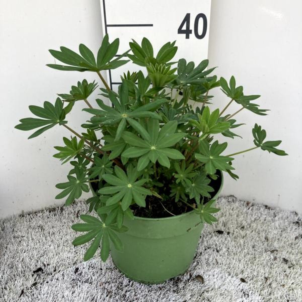 Lupinus 'Towering Inferno' — Plant Wholesale FlorAccess