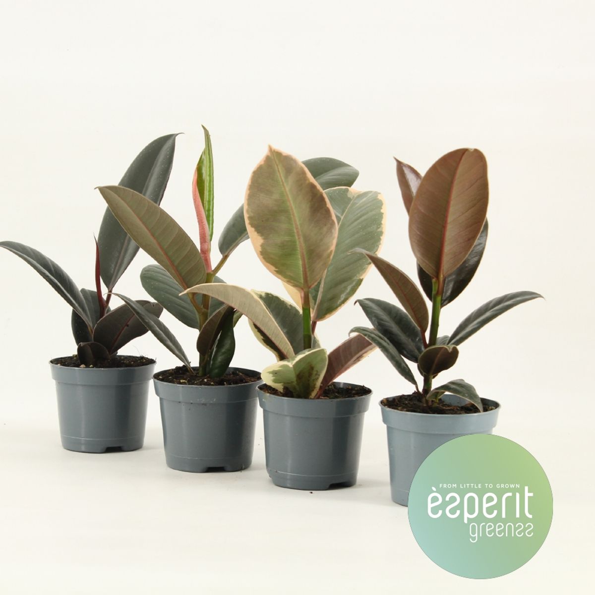 Ficus elastica MIX — Plant Wholesale FlorAccess