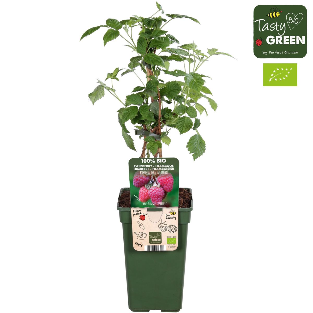 Rubus idaeus 'Tulameen' — Plant Wholesale FlorAccess